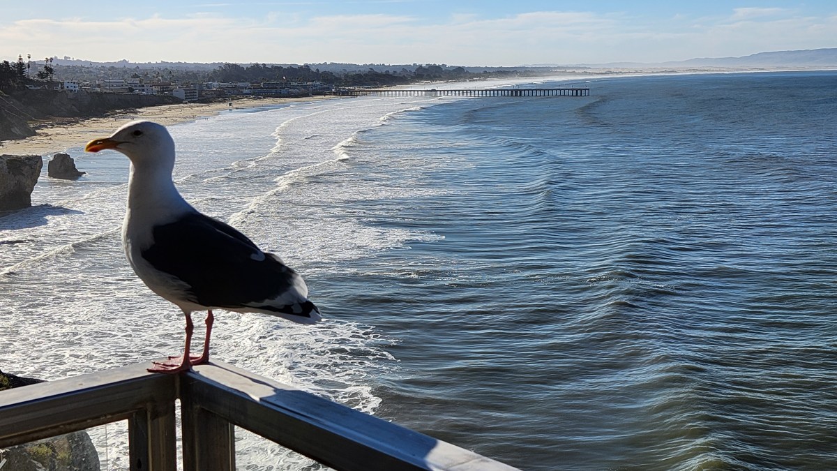 Pismo Paradise – Freebirds Frolic